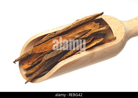 Dried roots of the medicinal plant Japanese Teasel (Dipsacus japonicus ...