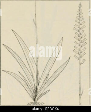 True unicorn herb (Aletris farinosa). This is used in herbal medicine ...