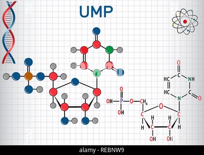 Uridine monophosphate (UMP) nucleotide molecule, monomer in RNA ...