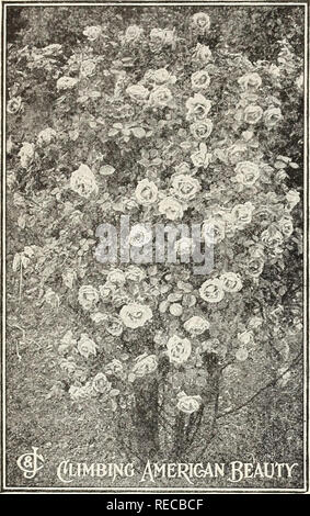 Bare rooted rose ready for planting Stock Photo - Alamy