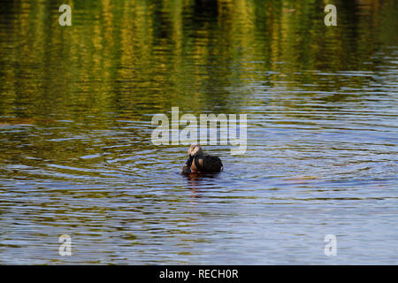 Mating Cape shoveler or Cape shoveller (Spatula smithii) pair in the ...