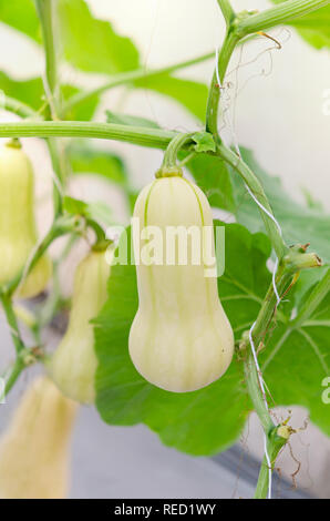 Butternut squash hanging on the tree and growing in the green garden ...