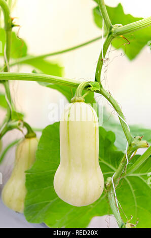 Butternut squash hanging on the tree and growing in the green garden ...