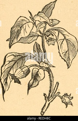 . The complete herbalist : or the people their own physicians by the ...