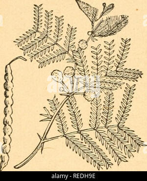 Medicinal plants Gum arabic tree (Vachellia nilotica) (Acacia arabica ...