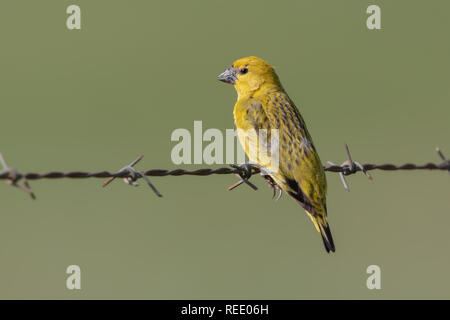 Cuckoo finch (Anomalospiza imberbis) male, Rietvlei Nature Reserve ...