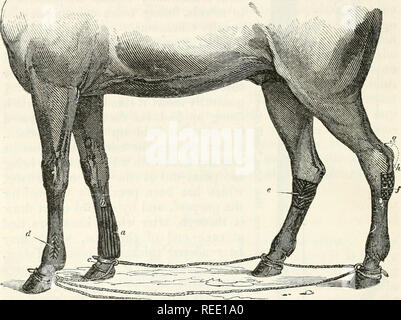 CASTING/FIRING A HORSE Stock Photo - Alamy