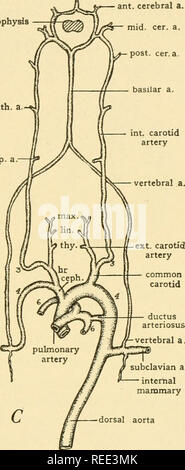 Plan of the aortic system Stock Photo - Alamy
