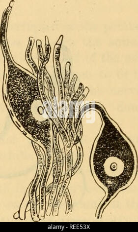 The anatomy of the frog (Page 414, Fig. 257 Stock Photo - Alamy