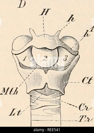 . Comparative anatomy of vertebrates. Anatomy, Comparative; Vertebrates ...