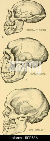 Cro Magnon Man Skulls Stock Photo: 56717563 - Alamy