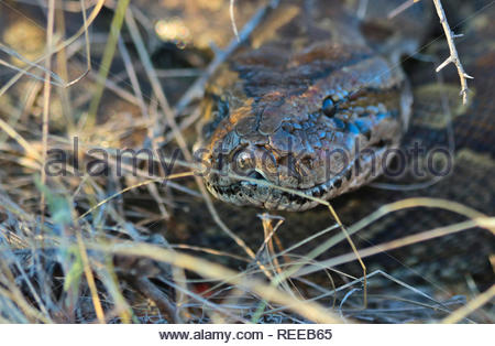 Rock python Python sebae basking on a fallen tree in rainforest Ghana ...