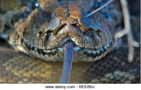 Rock python Python sebae basking on a fallen tree in rainforest Ghana ...