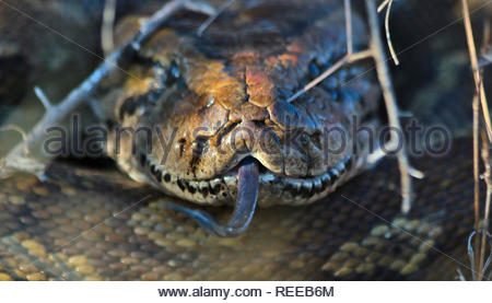 Rock python Python sebae basking on a fallen tree in rainforest Ghana ...