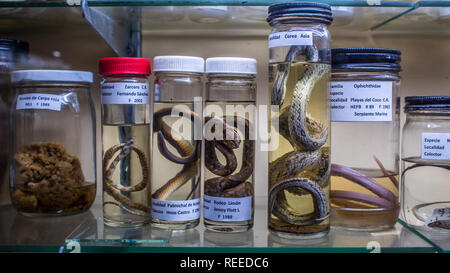A scientific exhibition of colubrid snakes preserved in formalin at a ...