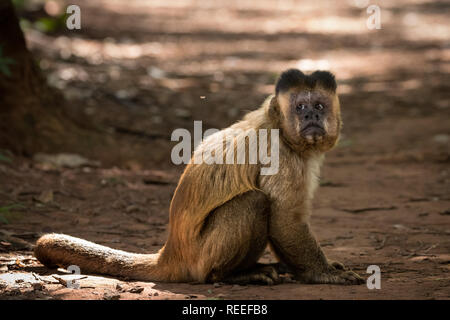 Robust capuchin monkeys in Goiânia, Goiás Stock Photo - Alamy