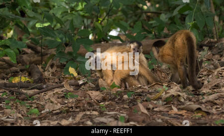 Robust capuchin monkeys in Goiânia, Goiás Stock Photo - Alamy