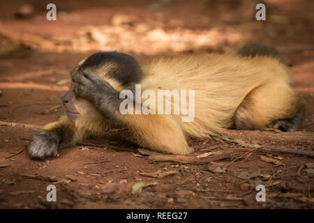 Robust capuchin monkeys in Goiânia, Goiás Stock Photo - Alamy