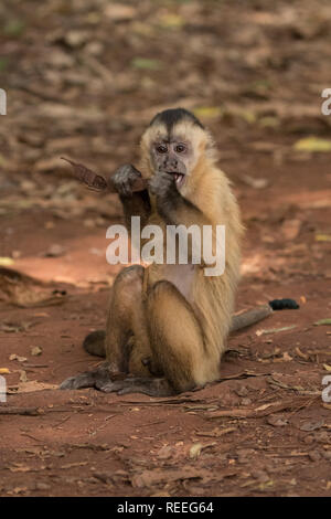 Robust capuchin monkeys in Goiânia, Goiás Stock Photo - Alamy