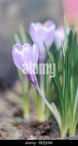 Crocus flowers, crocus sativus, growing on the forest floor in early ...