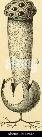 . Comparative morphology of Fungi. Fungi. GASTEROM YCETES 517 in the ...