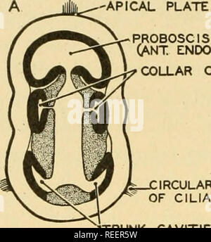 . Comparative anatomy. Anatomy, Comparative. GILL SLITS^ CAVITY ...