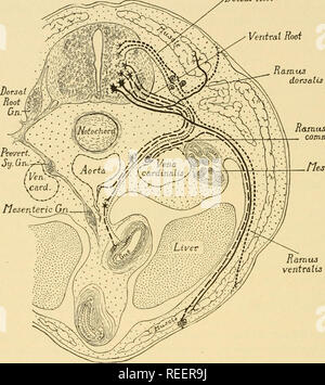 . Comparative anatomy. Anatomy, Comparative. SOMATIC MOTOR NERVE iTIC ...