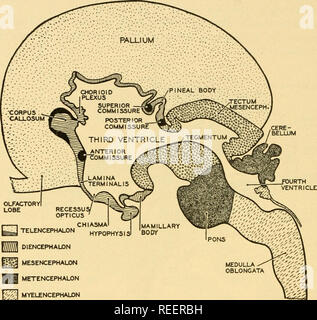Anatomy of the brain median section, with: - the cerebral cortex, - the ...