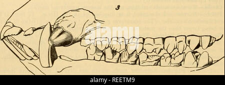 Dog anatomy anterior view Stock Photo - Alamy