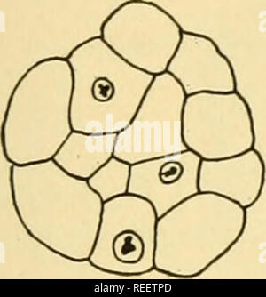 . Comparative anatomy. Anatomy, Comparative. REPRODUCTION 93 region ...