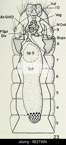 . The comparative morphology and evolution of the internal female ...