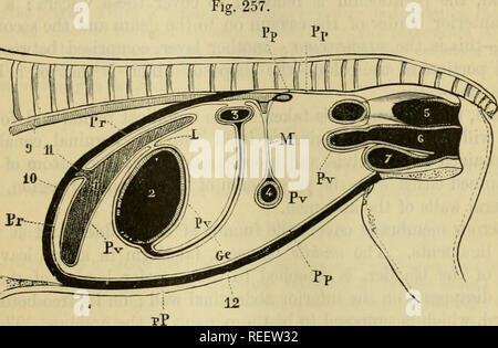 . Comparative anatomy. Anatomy, Comparative. LESSER TUBERCLE-' GREATER ...