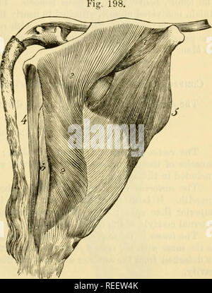 Crural Region