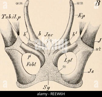 . Comparative anatomy of vertebrates. Anatomy, Comparative; Vertebrates ...