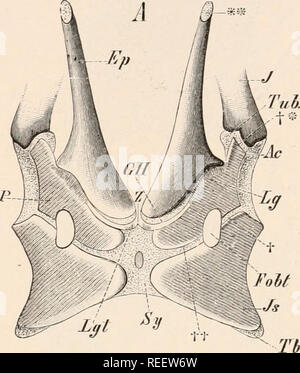 . Comparative anatomy of vertebrates. Anatomy, Comparative; Vertebrates ...