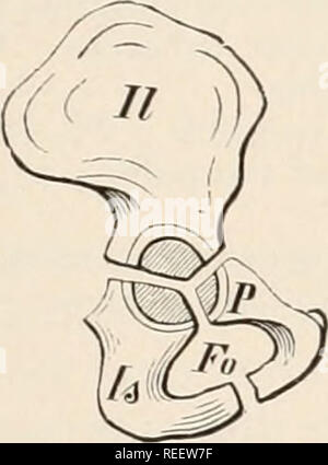 . Comparative anatomy of vertebrates. Anatomy, Comparative; Vertebrates ...