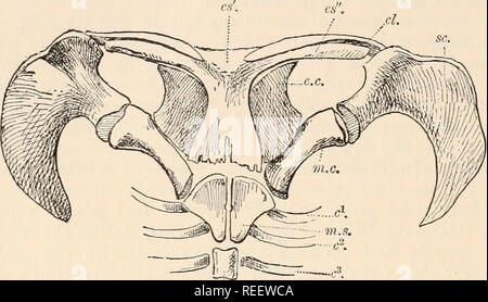 . Elements of the comparative anatomy of vertebrates Stock Photo - Alamy