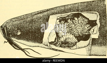 . Comparative animal physiology. Physiology, Comparative; Physiology ...