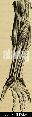 Anatomy of human forearm muscles, deep anterior view Stock Photo ...