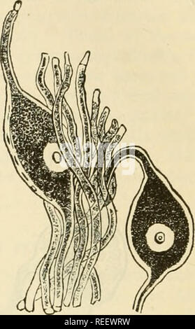 The anatomy of the frog (Page 314, Fig. 205 Stock Photo - Alamy