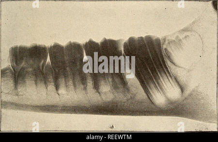 . Comparative dental anatomy. Teeth; Dentistry. 72 COMPARATIVE DENTAL ...