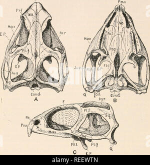 . Comparative anatomy of vertebrates. Anatomy, Comparative; Vertebrates ...