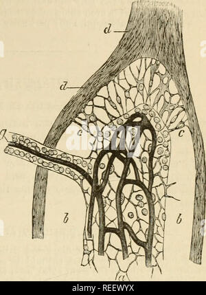 . The anatomy of the domestic animals. Veterinary anatomy. INTERIOR 461 ...