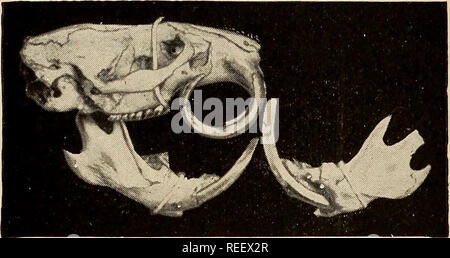. Comparative dental anatomy. Teeth; Dentistry. THE TEETH OF ...