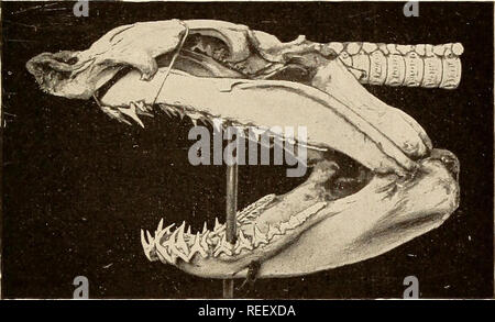 . Comparative dental anatomy. Teeth; Dentistry. 72 COMPARATIVE DENTAL ...