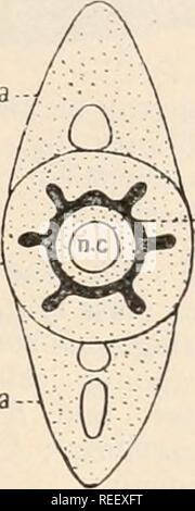 . Comparative anatomy of vertebrates. Anatomy, Comparative; Vertebrates ...