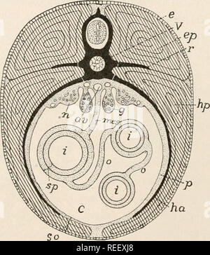 . Comparative anatomy. Anatomy, Comparative. MESOGASTER GREATER OMENTUM ...