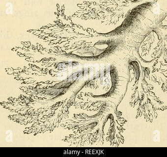 Bronchial tube with its bronchules Stock Photo - Alamy