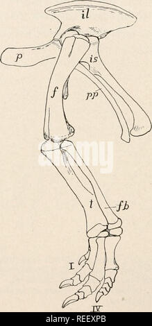 . Comparative anatomy of vertebrates. Anatomy, Comparative; Vertebrates ...
