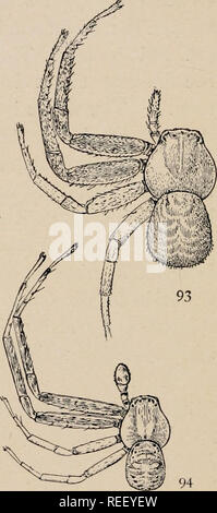 . The common spiders of the United States. Spiders -- United States. 94 ...